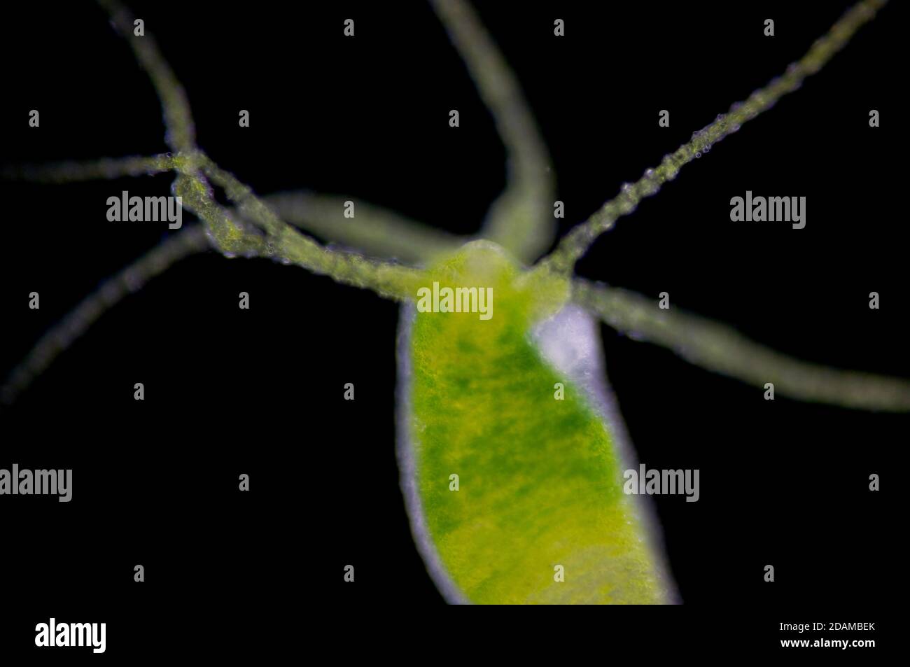 Hydra, light micrograph. Hydra are small freshwater animals of the ...