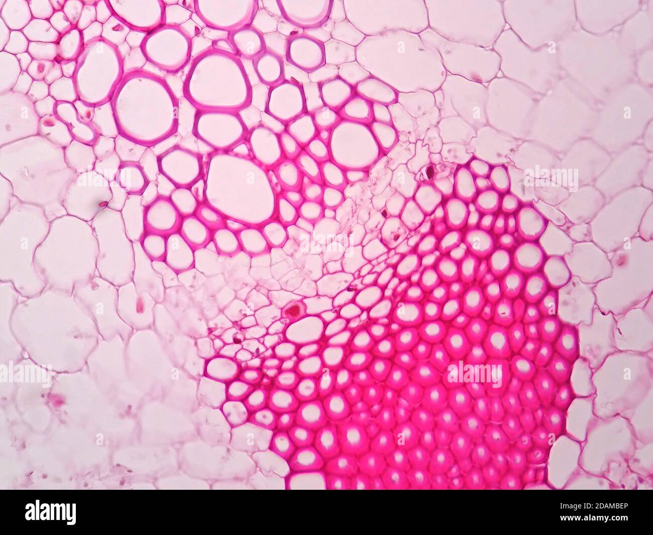 Dicot micrograph section hi-res stock photography and images - Alamy