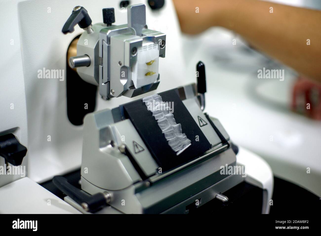 Tissue section being cut with a rotary microtome Stock Photo - Alamy