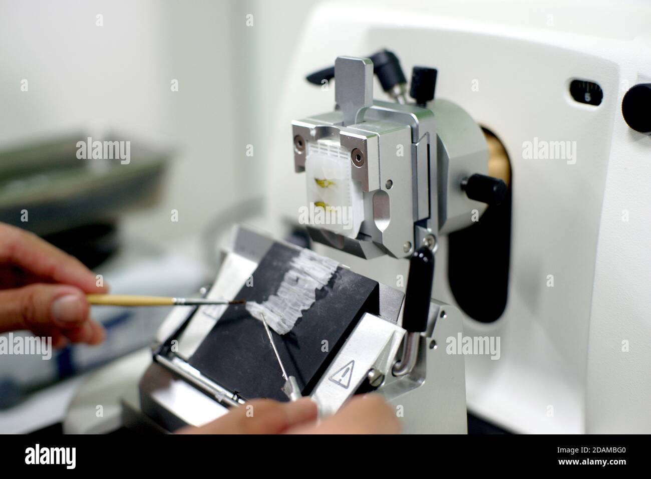 Tissue section being cut with a rotary microtome Stock Photo - Alamy