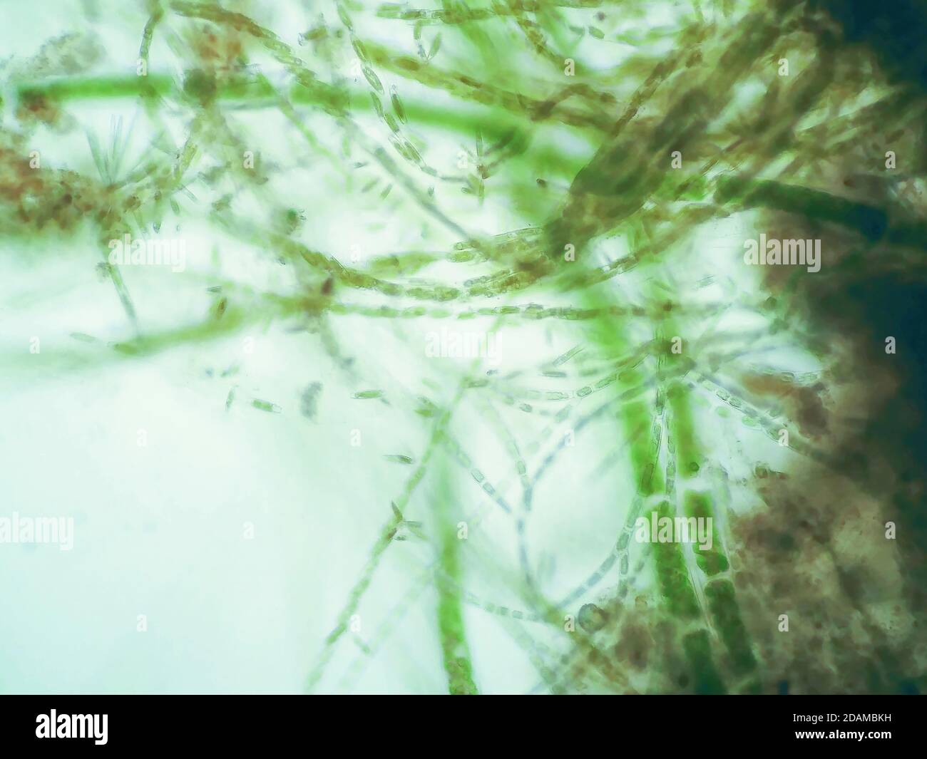 Filamentous algae hi-res stock photography and images - Alamy