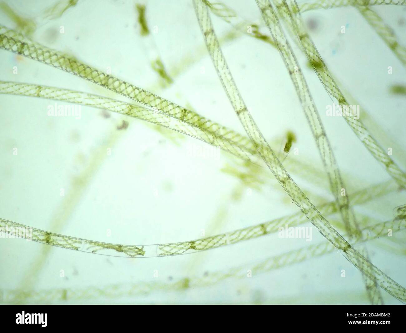 Filamentous algae hi-res stock photography and images - Alamy