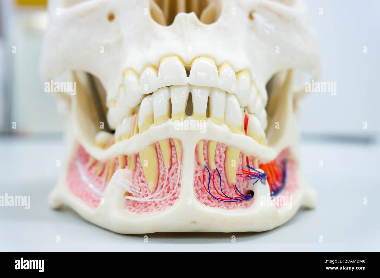 Human jaw anatomy model Stock Photo - Alamy