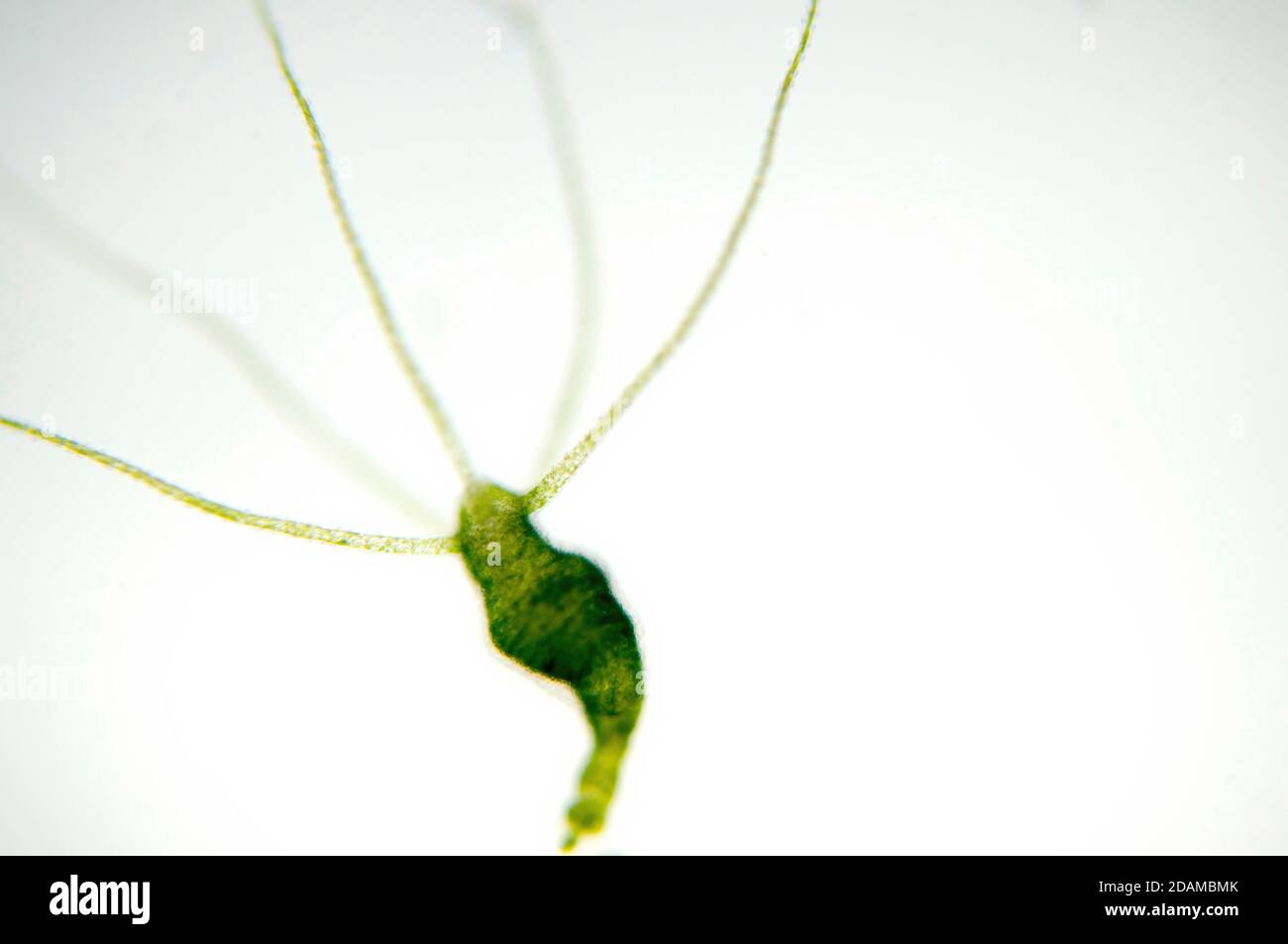 Hydra, light micrograph. Hydra are small freshwater animals of the ...
