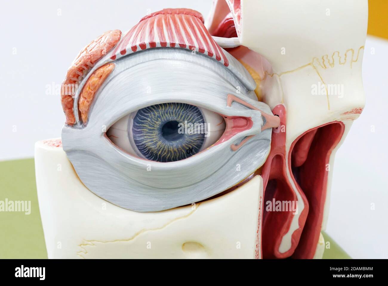 Human eye model hi-res stock photography and images - Alamy