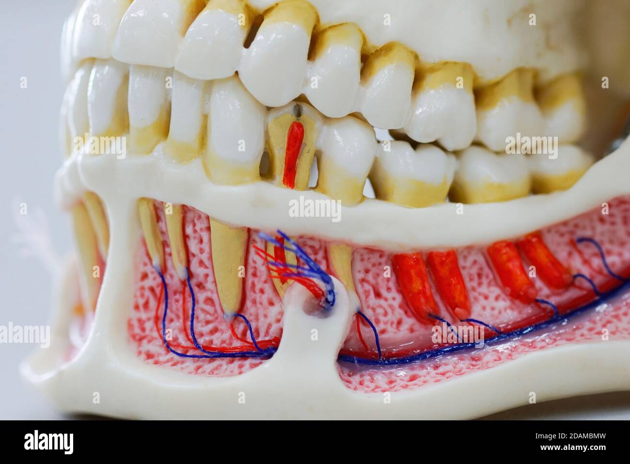 Human jaw anatomy model Stock Photo - Alamy