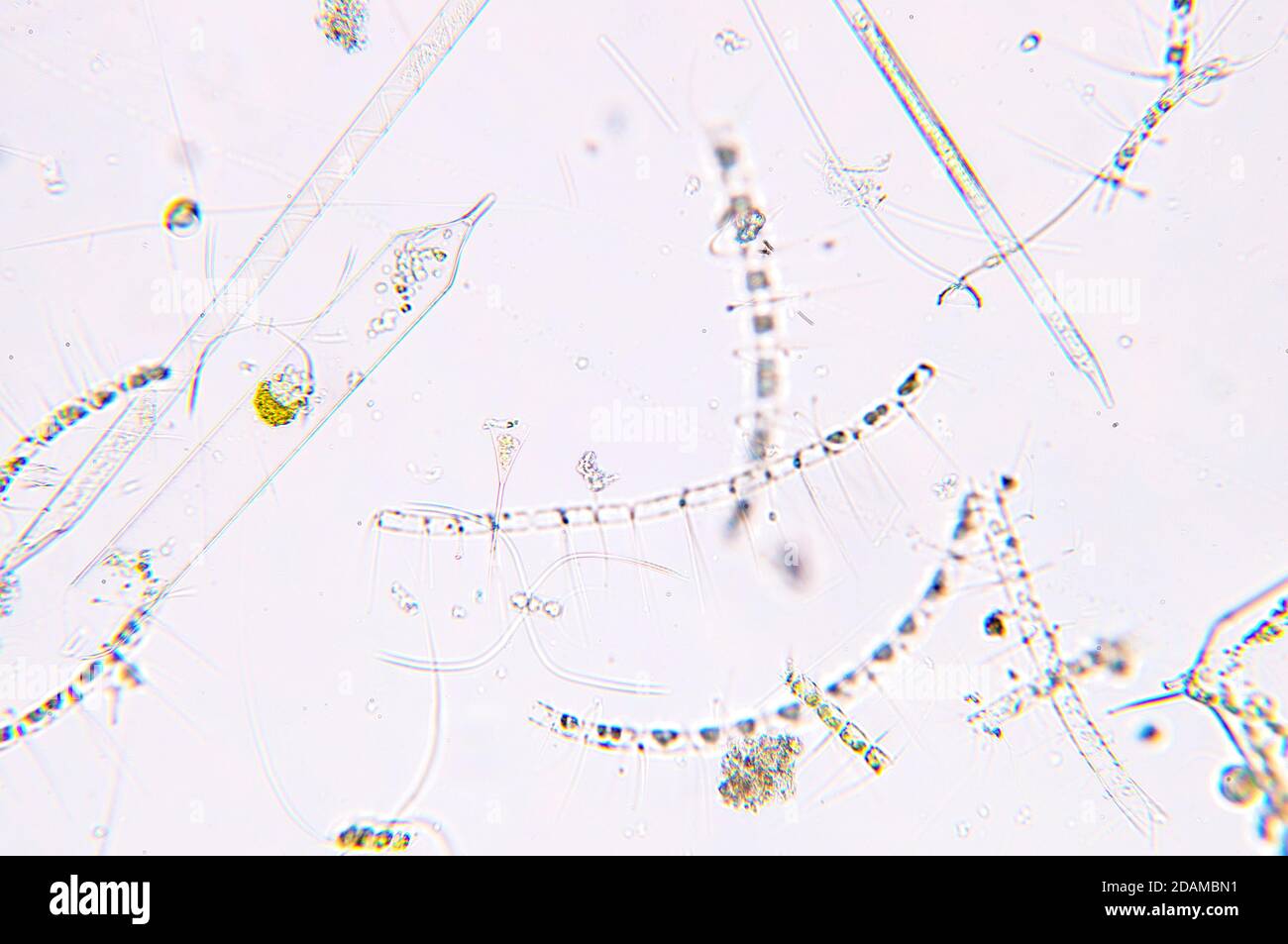 Marine plankton, light micrograph Stock Photo - Alamy
