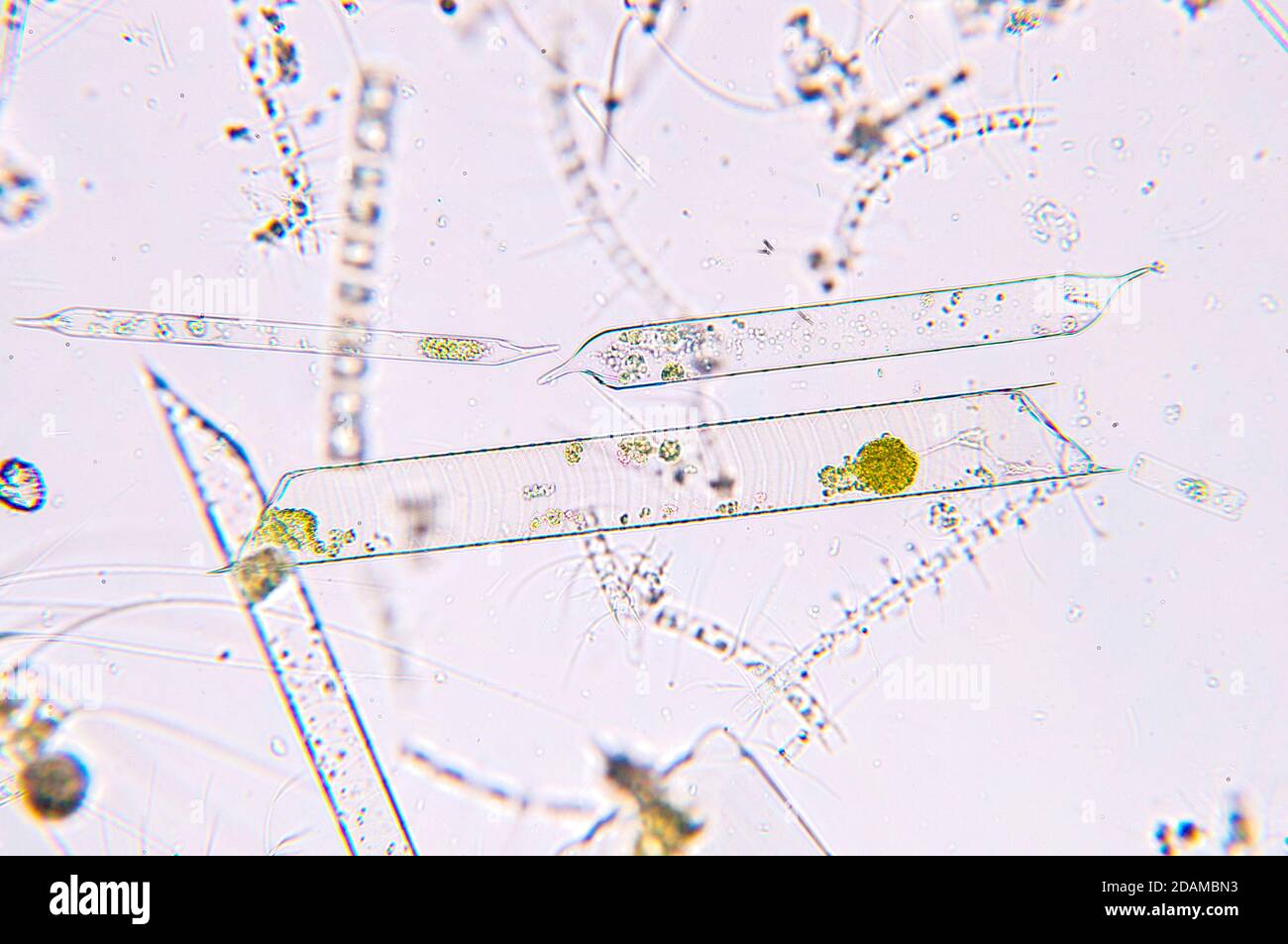 Phytoplankton micrograph hi-res stock photography and images - Alamy