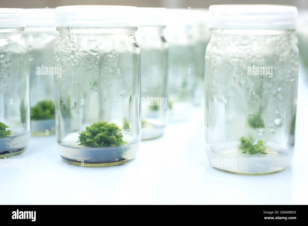 Plant tissue culture hi-res stock photography and images - Alamy