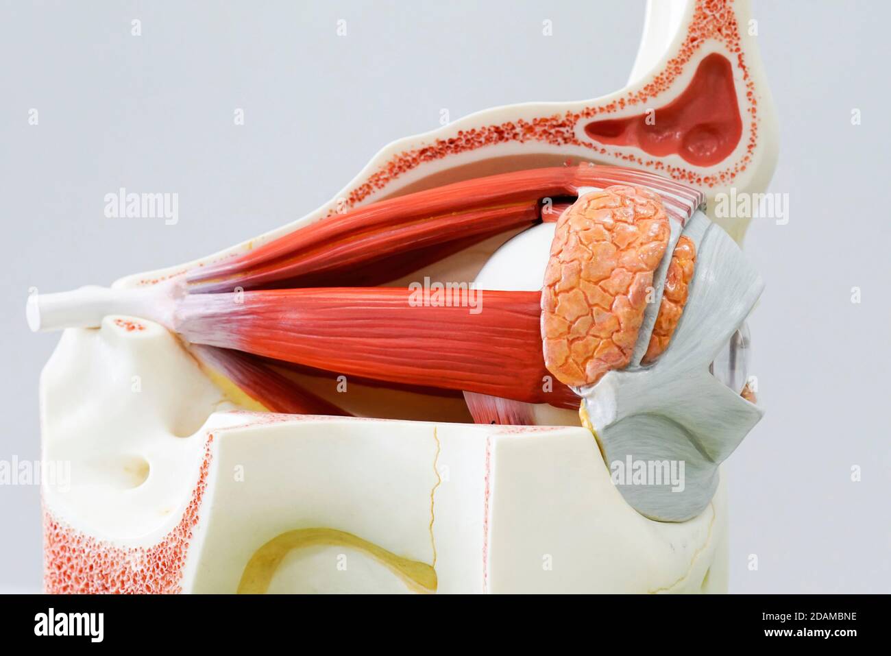 Human eye anatomy model Stock Photo - Alamy