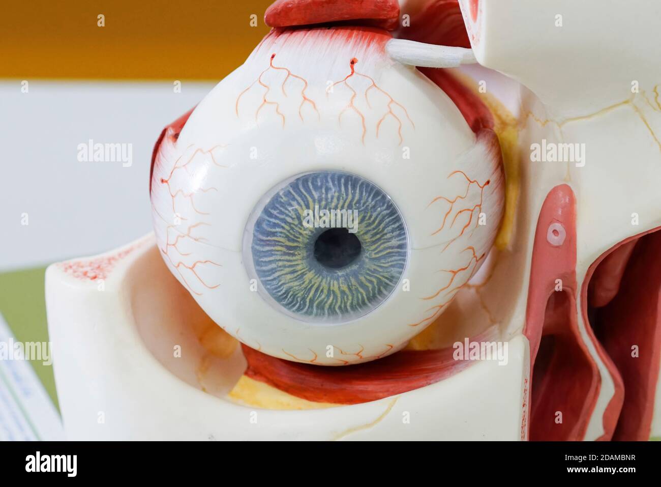 Human eye model hi-res stock photography and images - Alamy