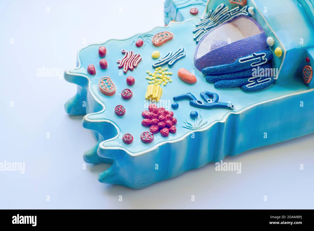 Modelo De Célula Animal Real