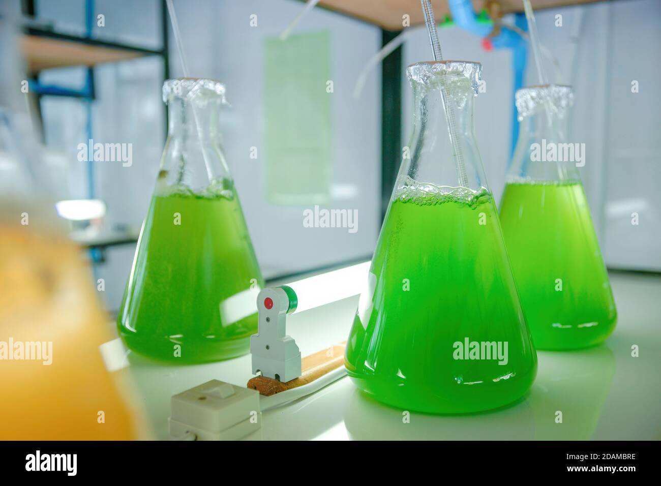 Marine plankton cultures in flasks in a laboratory Stock Photo - Alamy