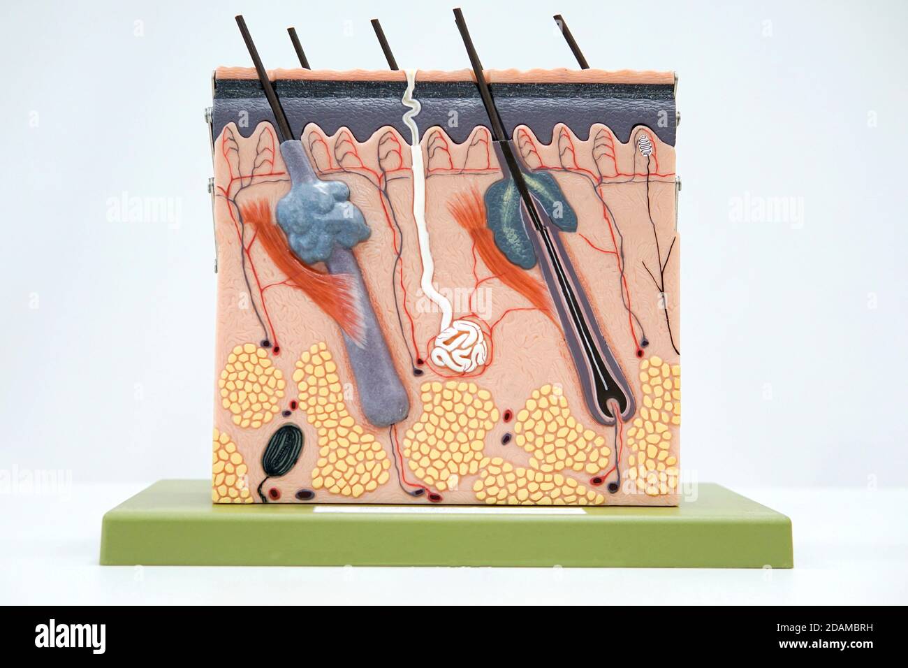 Human skin anatomy cross section hi-res stock photography and images ...