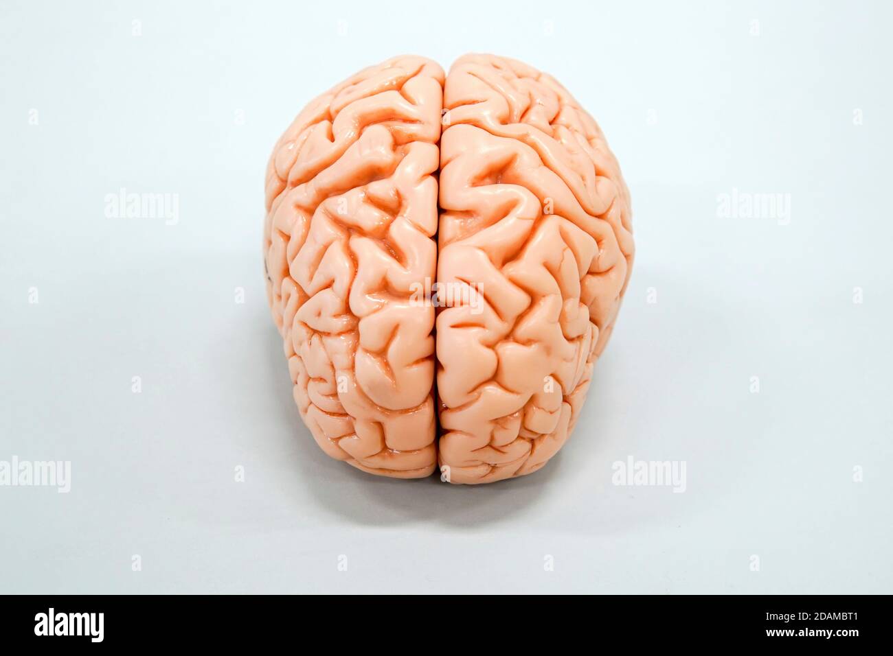 Human brain anatomy model Stock Photo - Alamy