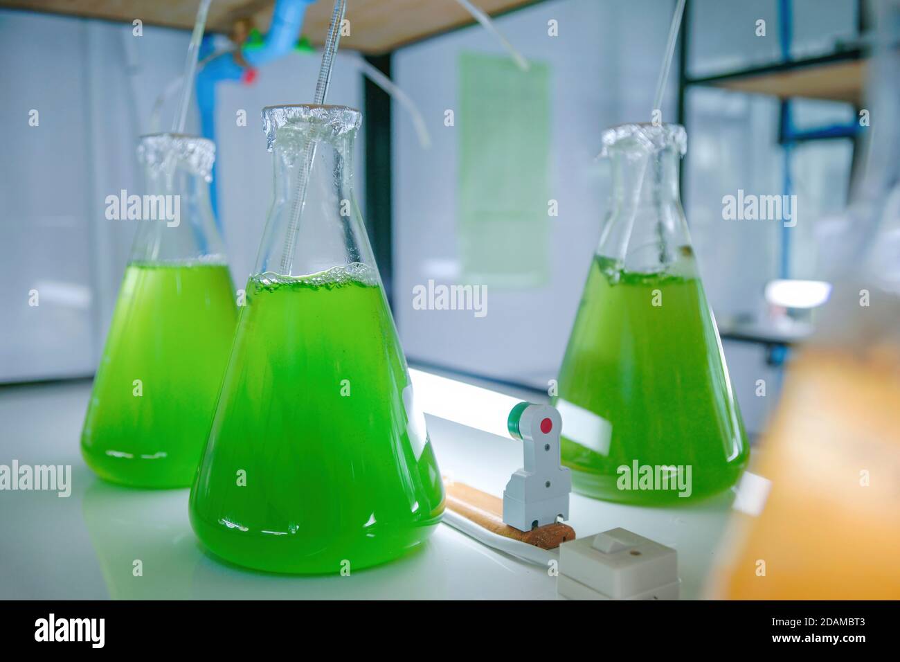 Marine plankton cultures in flasks in a laboratory Stock Photo - Alamy