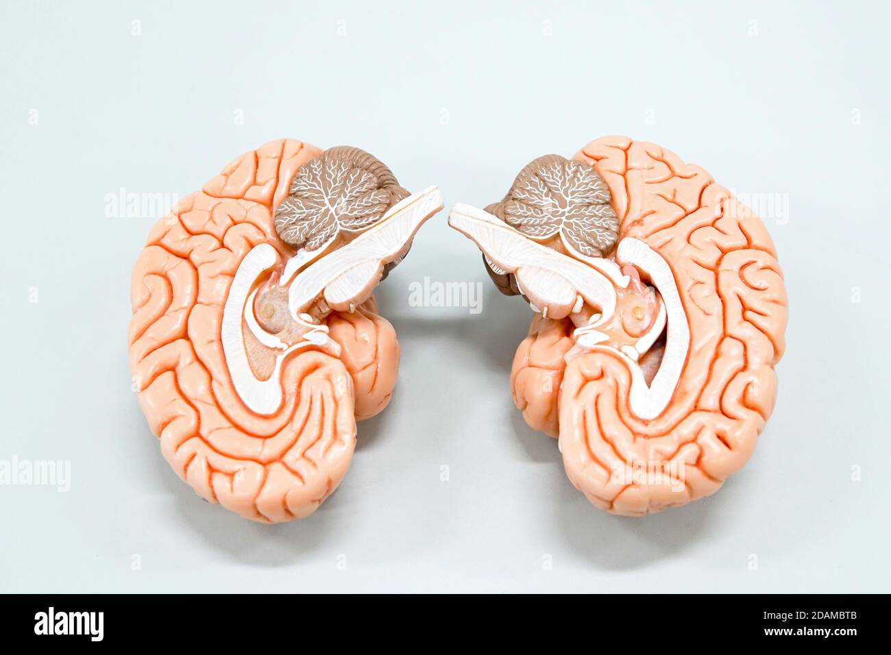 Human brain anatomical model hi-res stock photography and images - Alamy