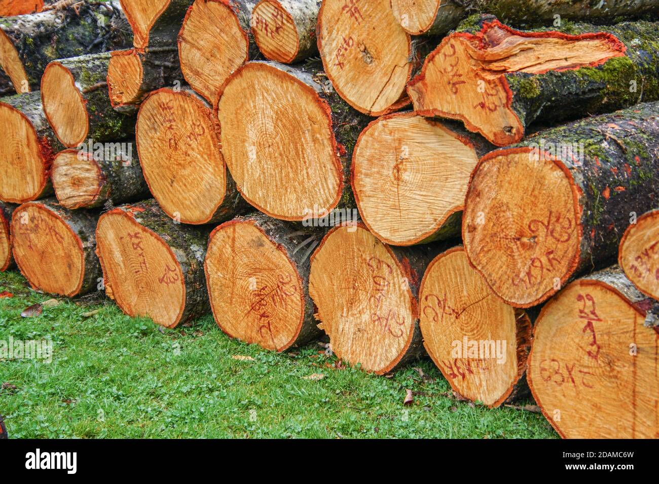 Closeup of stacked tree lumber on the ground in a forest under the ...