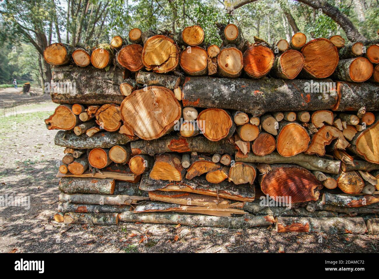 Closeup of stacked tree lumber on the ground in a forest under the ...
