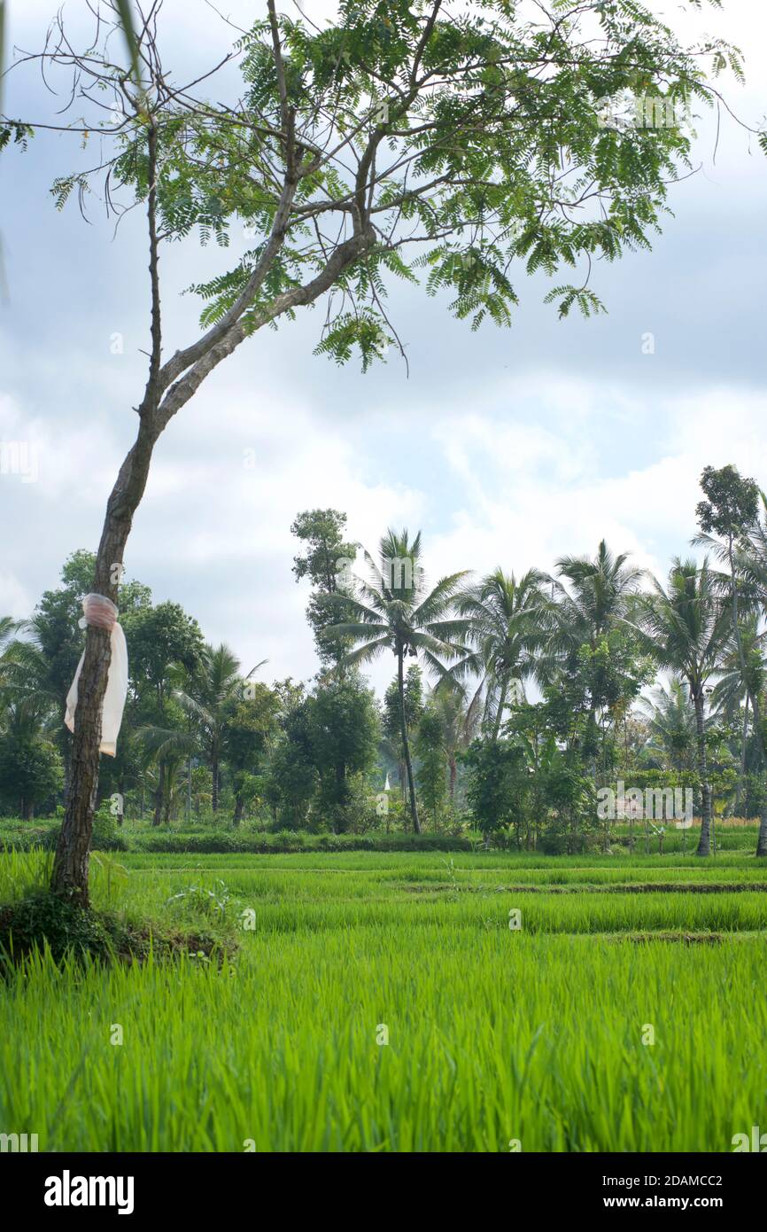Rice agriculture. Young rice in a paddy field. Tetebatu, Lombok, Nusa ...
