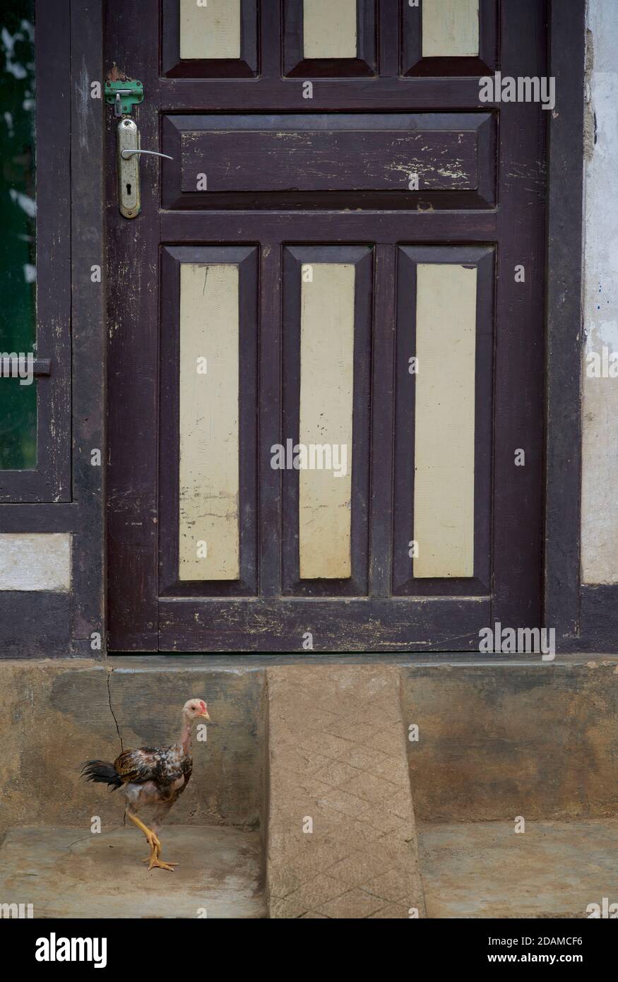Chicken at the door to a home, Lombok, Indonesia Stock Photo - Alamy
