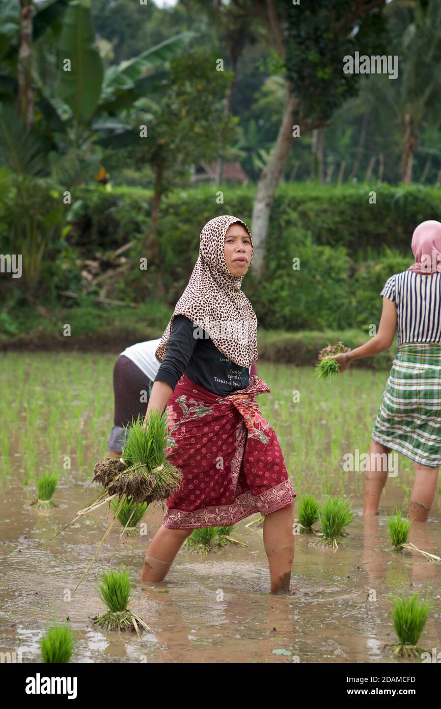 Indonesian women working in a paddy fiield. Lombok, Indonesia. Rice ...
