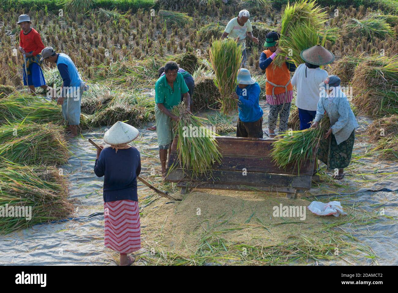 Rice harvesting in Tetebatu, Lombok, Indonesia Stock Photo - Alamy