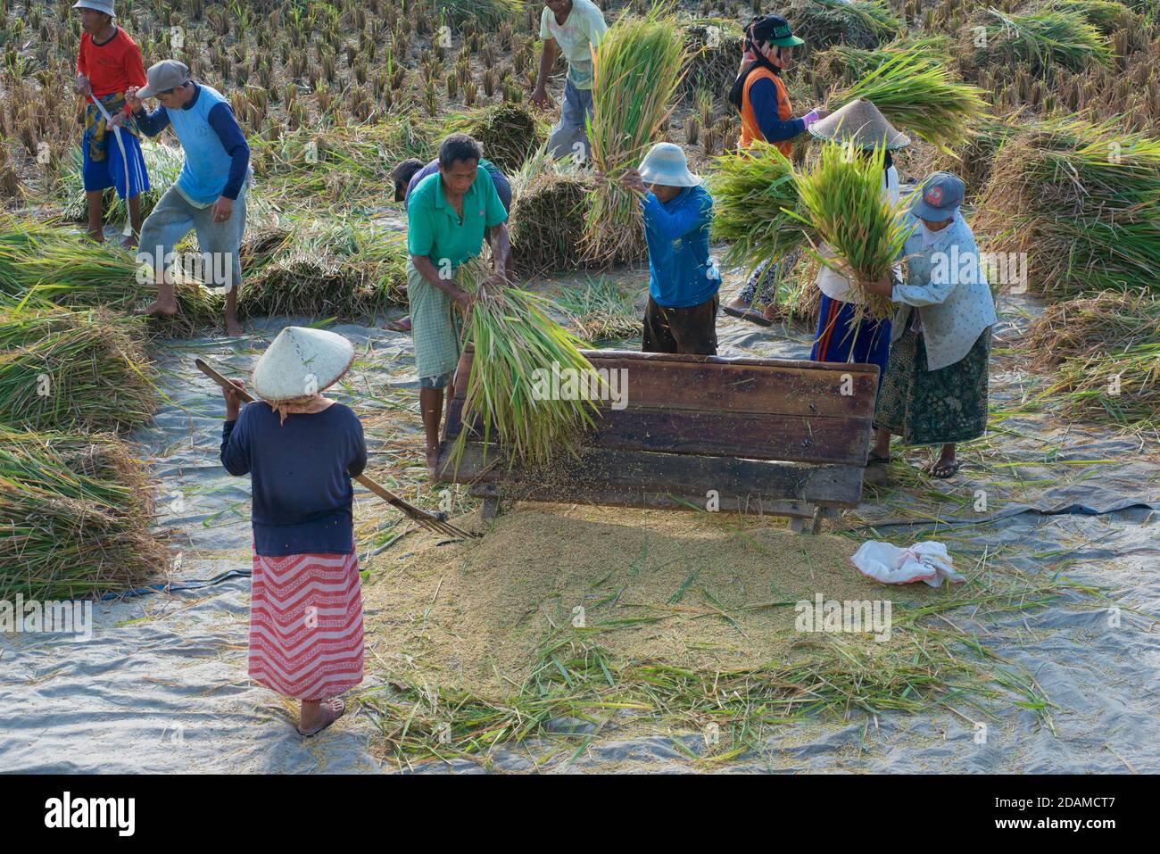 Rice harvesting in Tetebatu, Lombok, Indonesia Stock Photo - Alamy