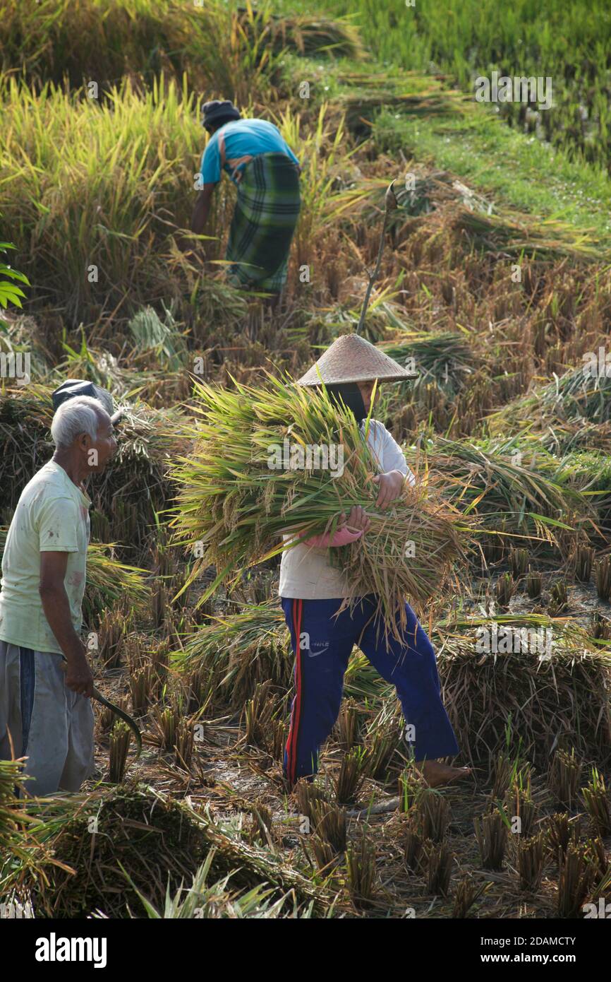 Rice harvesting in Tetebatu, Lombok, Indonesia Stock Photo - Alamy