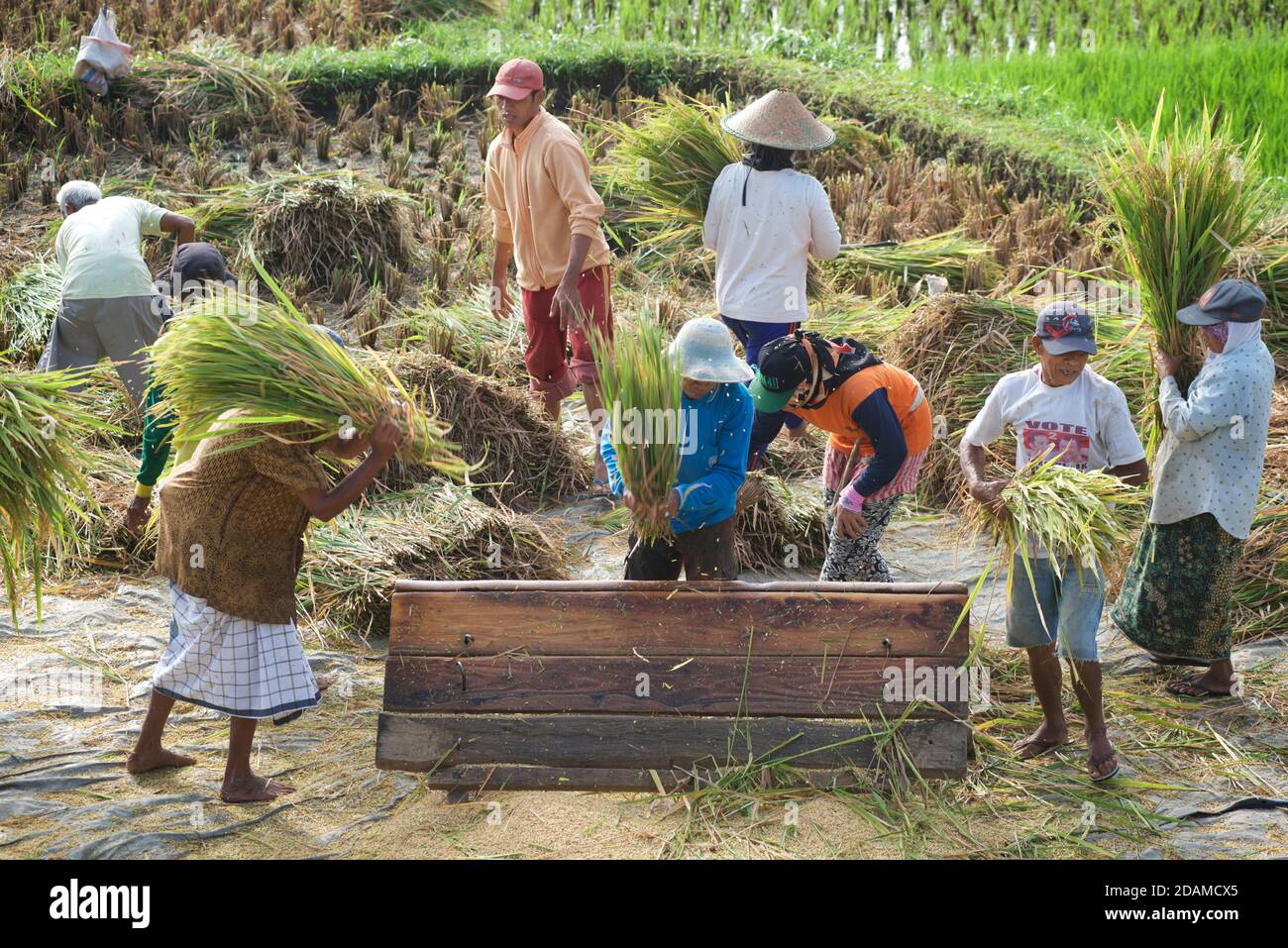 Rice harvesting in Tetebatu, Lombok, Indonesia Stock Photo - Alamy