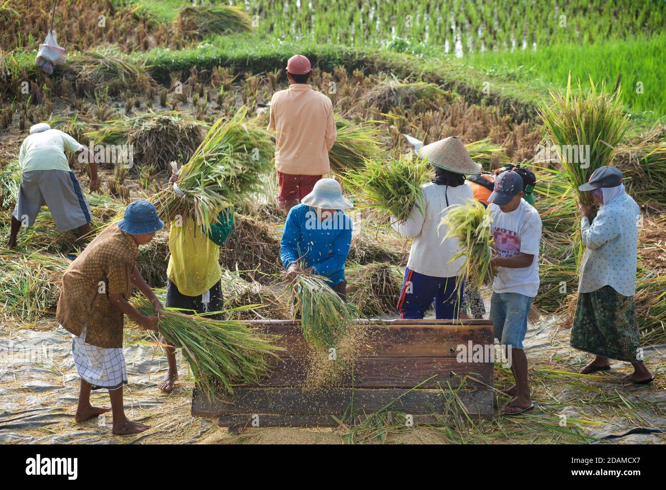 Rice harvesting in Tetebatu, Lombok, Indonesia Stock Photo - Alamy