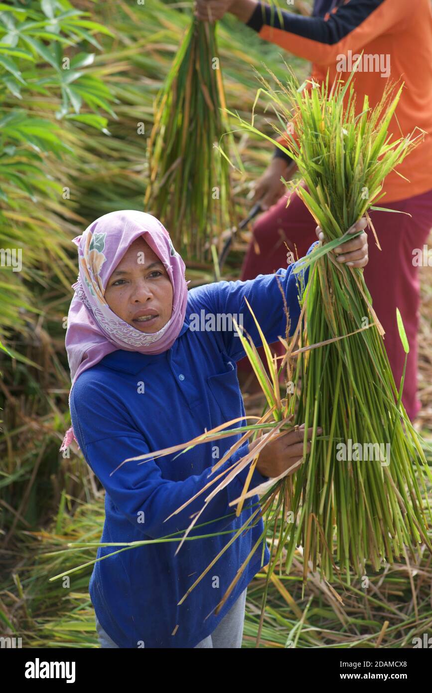 Rice harvesting in Tetebatu, Lombok, Indonesia Stock Photo - Alamy