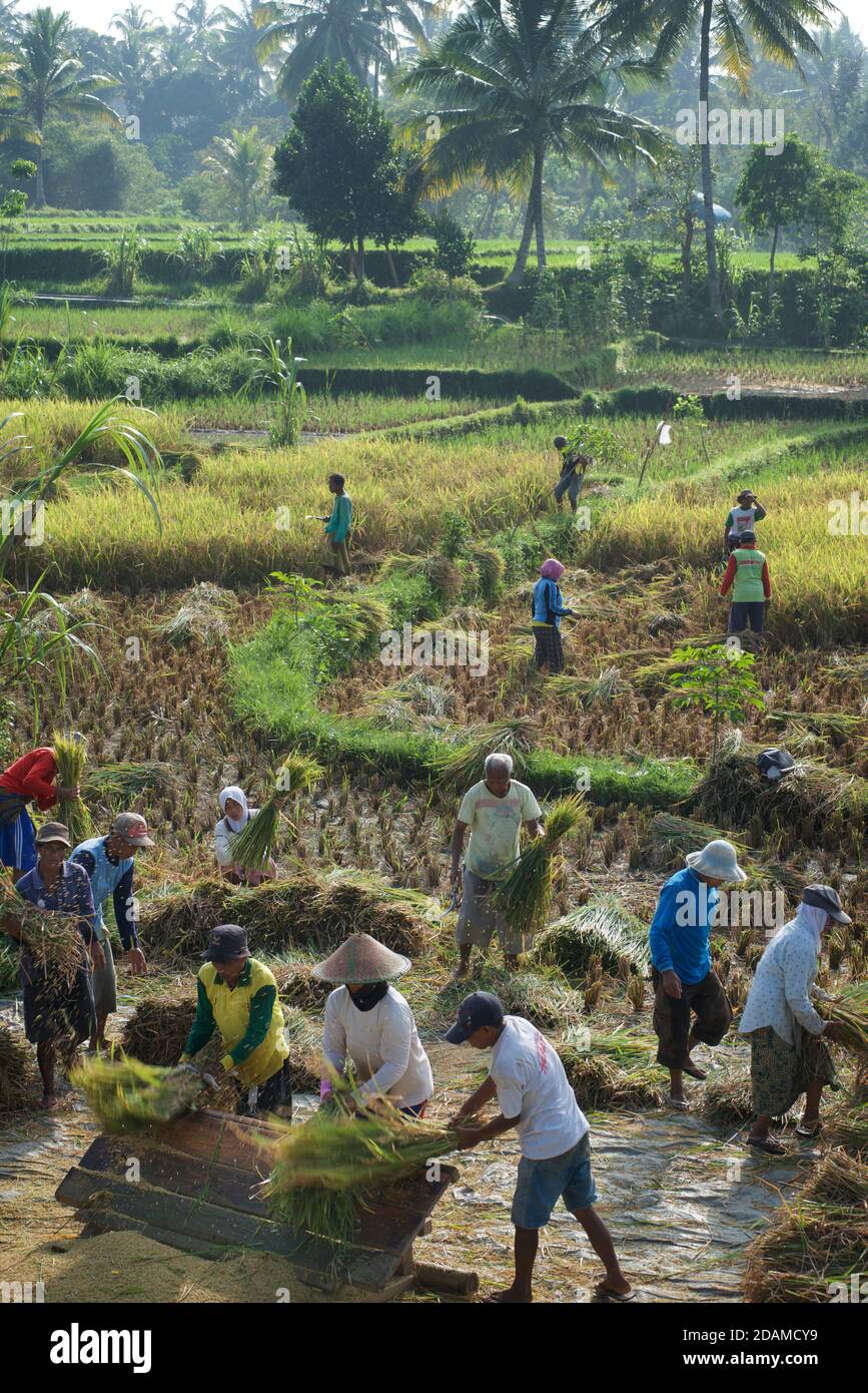Rice harvesting in Tetebatu, Lombok, Indonesia Stock Photo - Alamy
