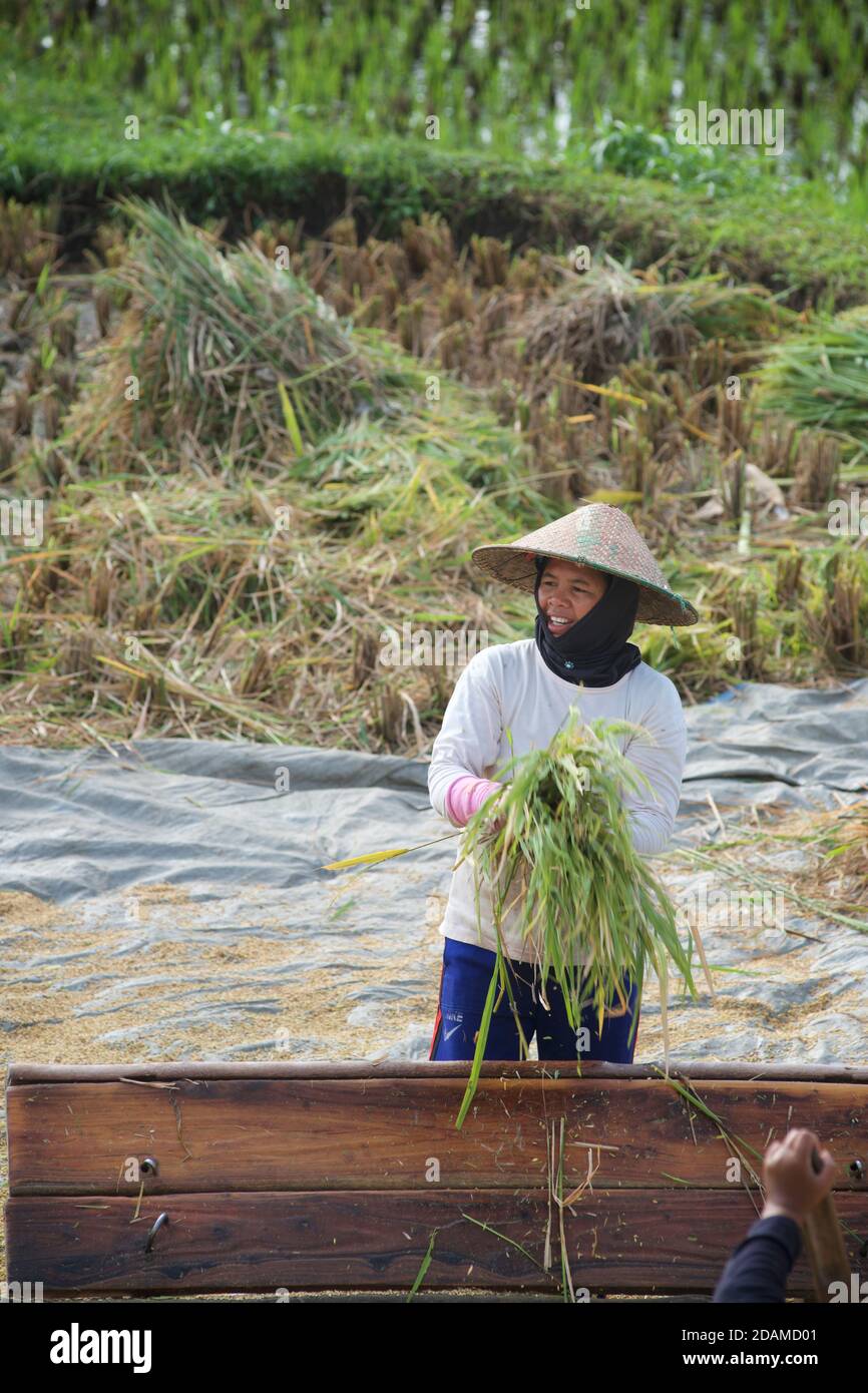 Rice harvesting in Tetebatu, Lombok, Indonesia Stock Photo - Alamy