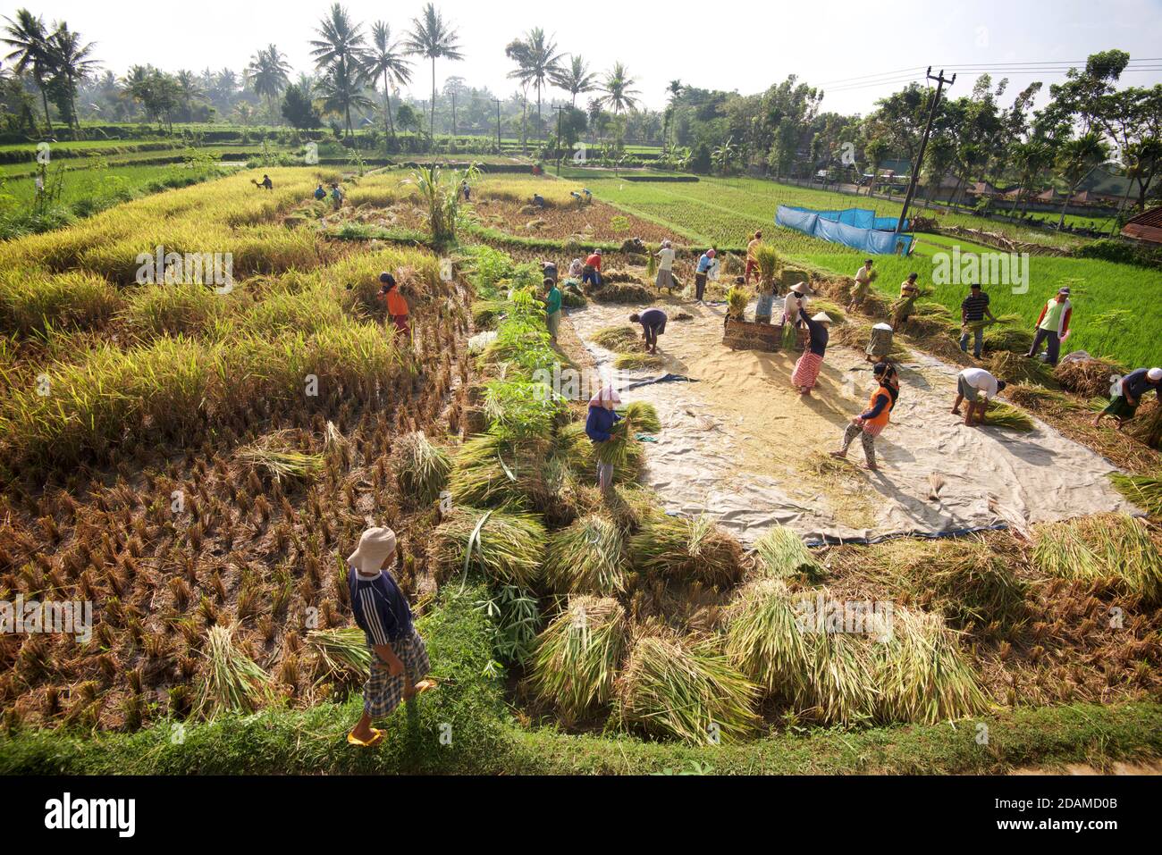 Rice harvesting in Tetebatu, Lombok, Indonesia Stock Photo - Alamy