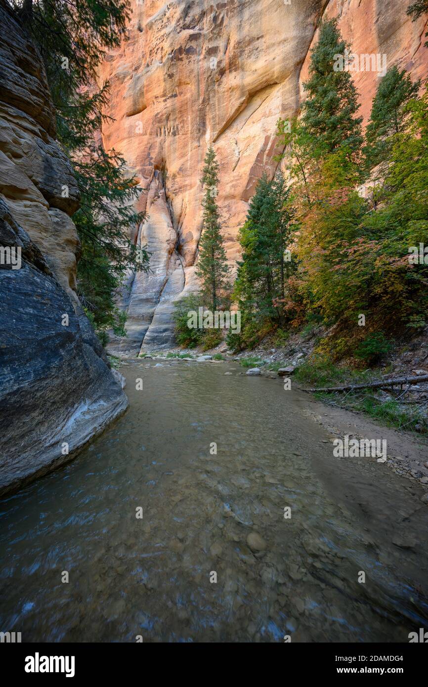 Pine Trees Grow Tall Along Wide Section of The Narrows Canyon Stock ...