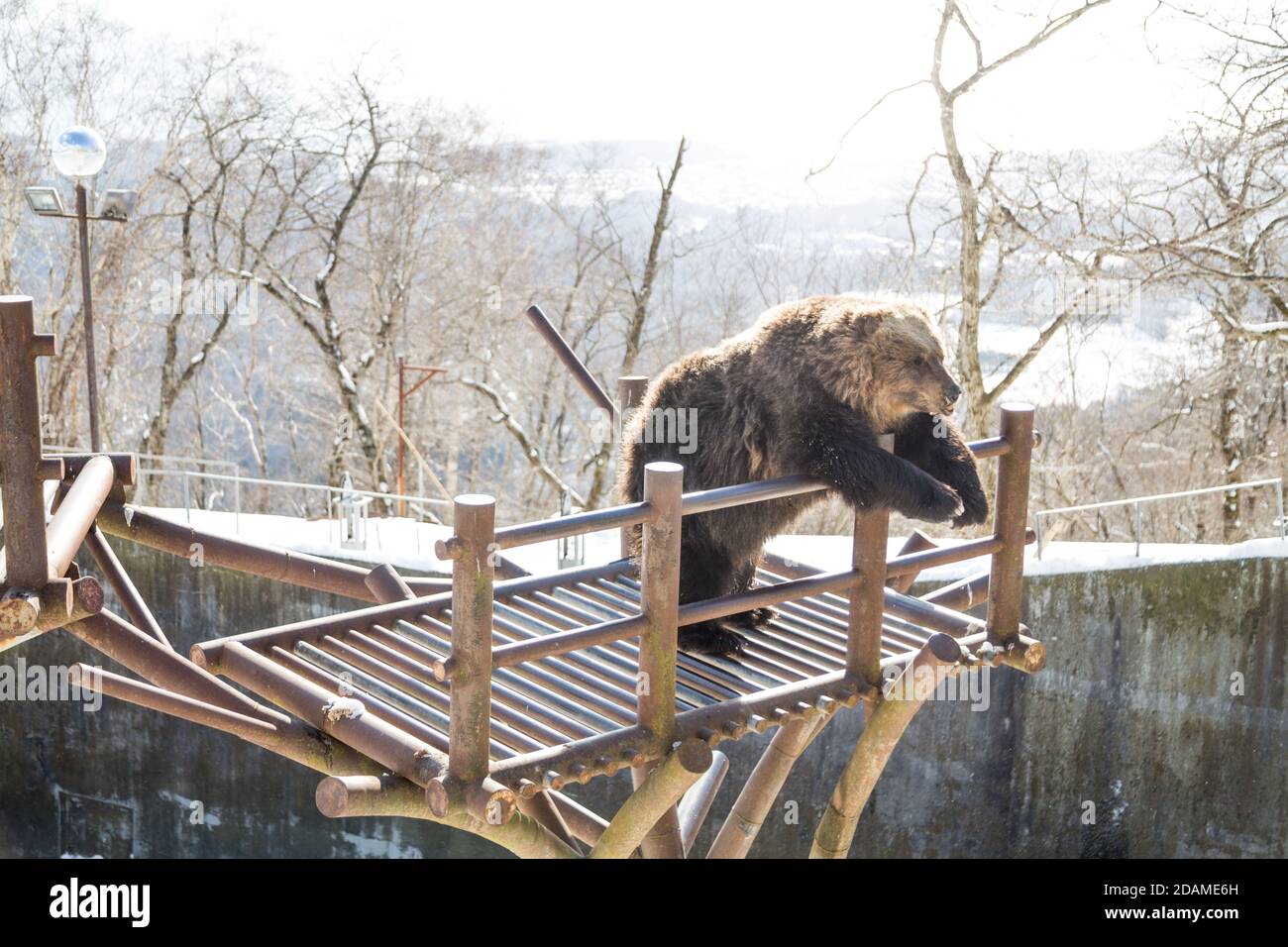 Hokkaido brown bear at Noboribetsu bear park during winter Japan Stock ...