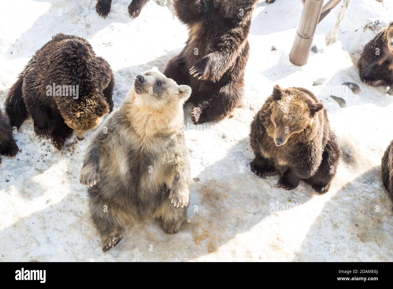 Hokkaido brown bear at Noboribetsu bear park during winter Japan Stock ...