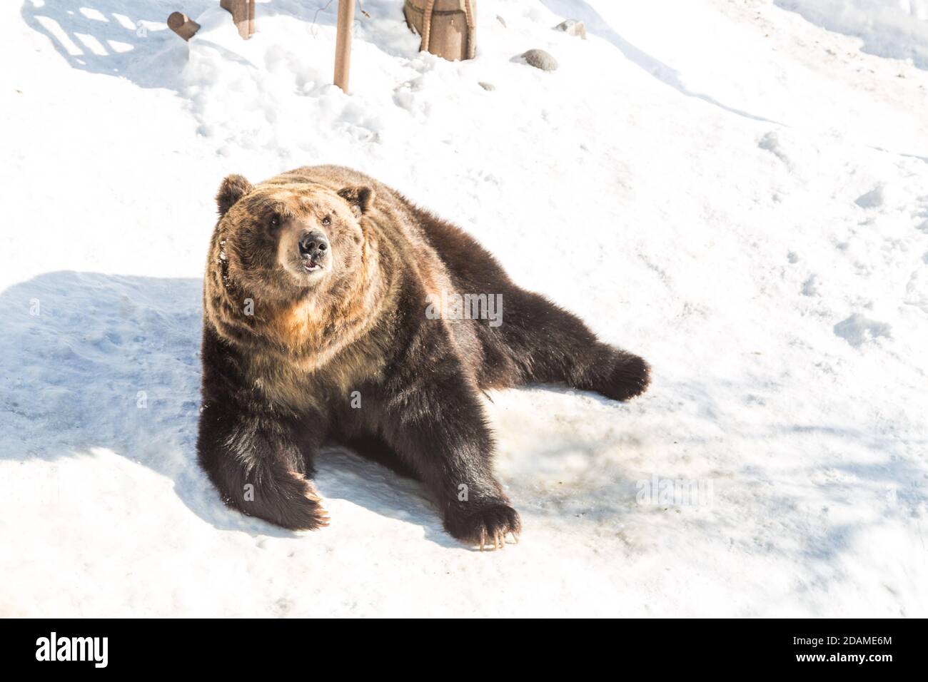 Hokkaido brown bear at Noboribetsu bear park during winter Japan Stock ...