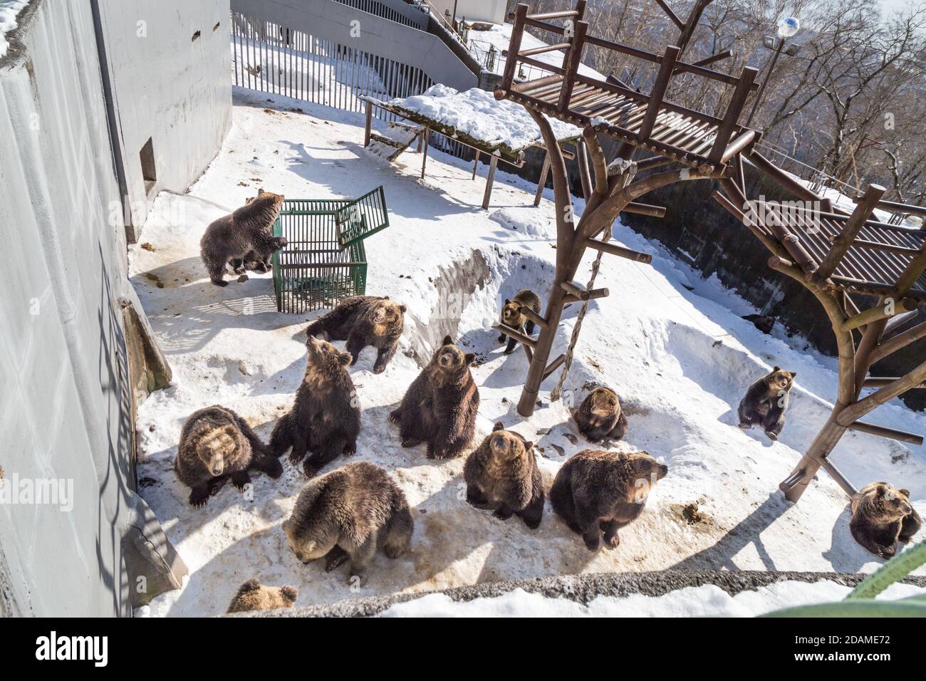 Hokkaido brown bear at Noboribetsu bear park during winter Japan Stock ...