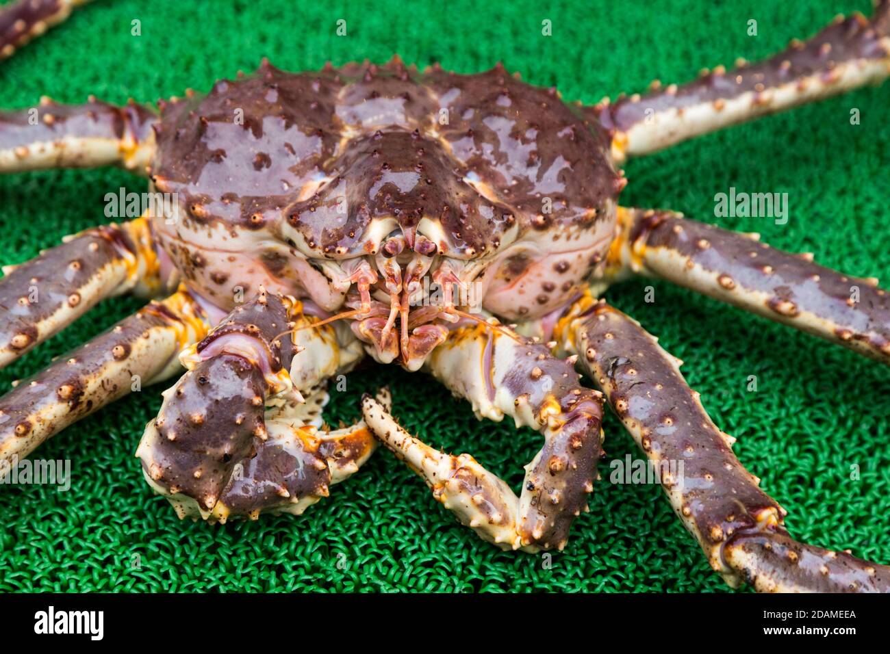Snow crab japan hi-res stock photography and images - Alamy