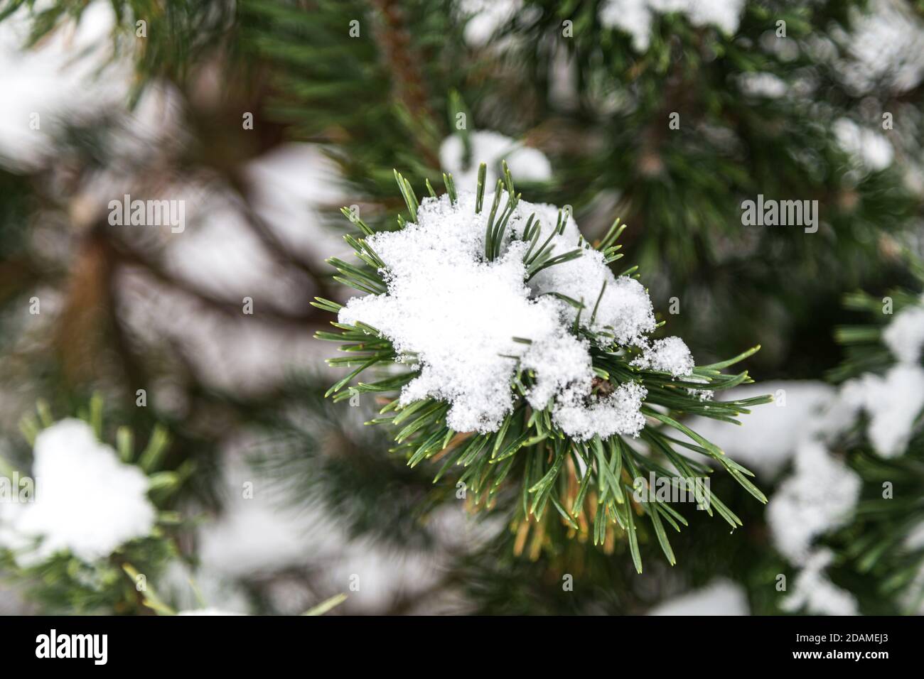 Closeup snow flake hi-res stock photography and images - Alamy