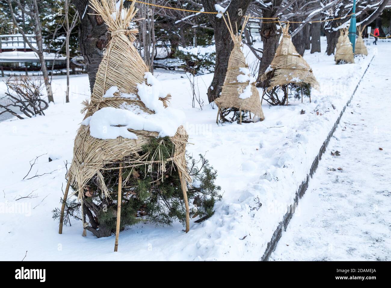 Frost and snow shield on plants and trees during winter Stock Photo - Alamy