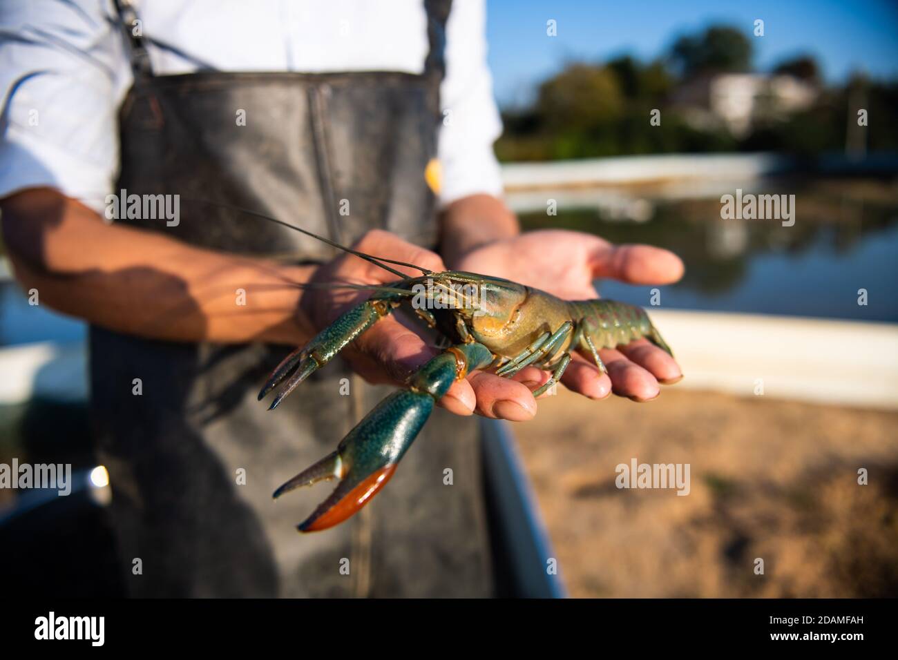 Australian red claw crayfish hi-res stock photography and images - Alamy