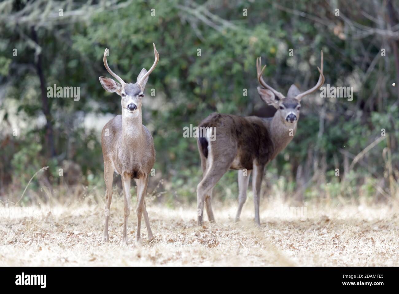 Odocoileus hemionus browsing hi-res stock photography and images - Alamy