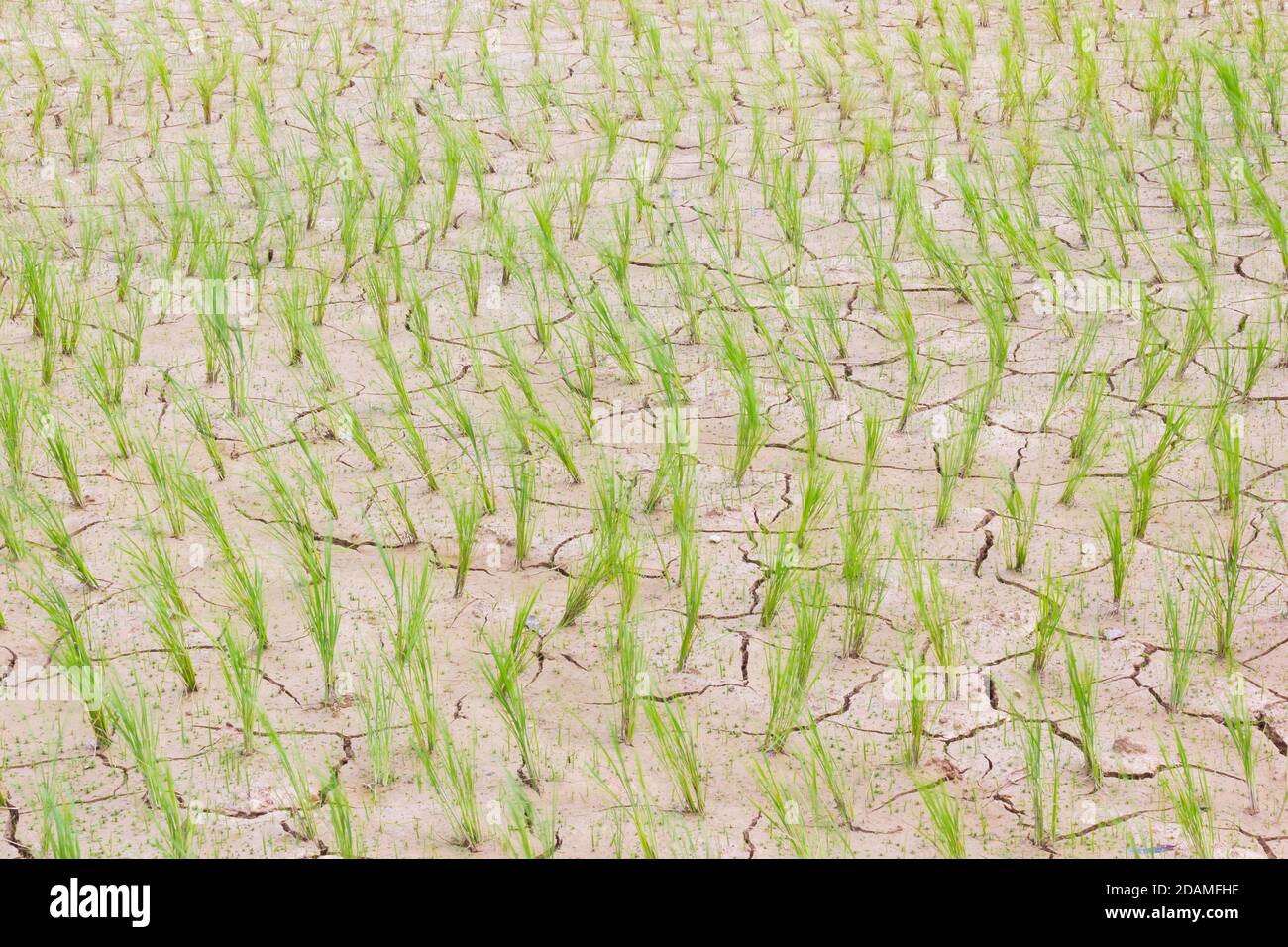horizontal photo of dying young green rice on cracking field Stock ...