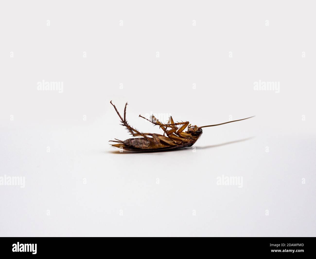 Cockroach face hi-res stock photography and images - Alamy