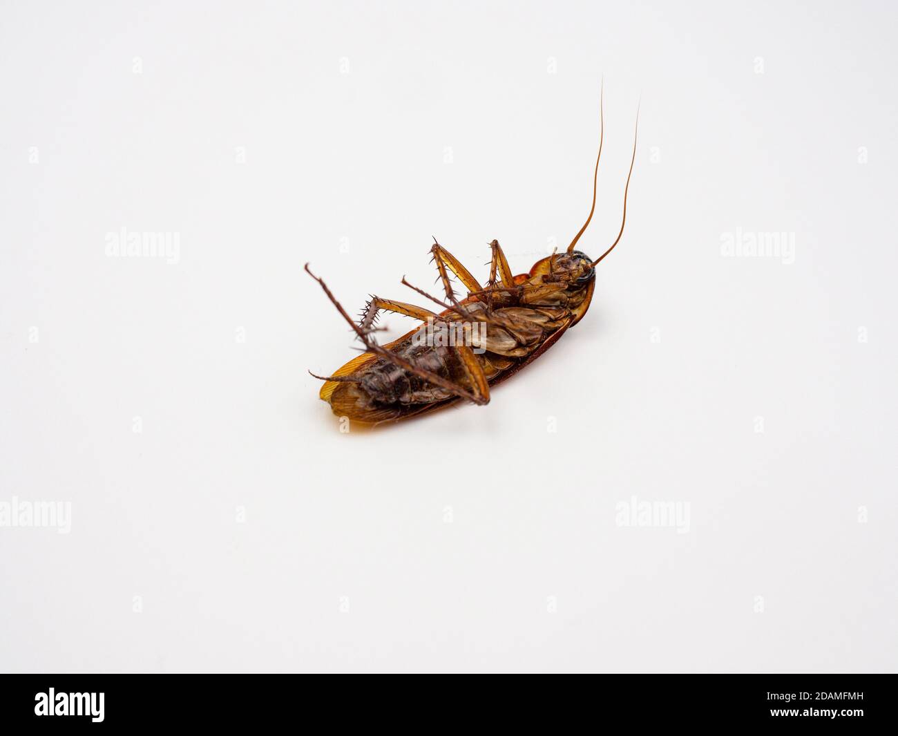 Cockroach face hi-res stock photography and images - Alamy