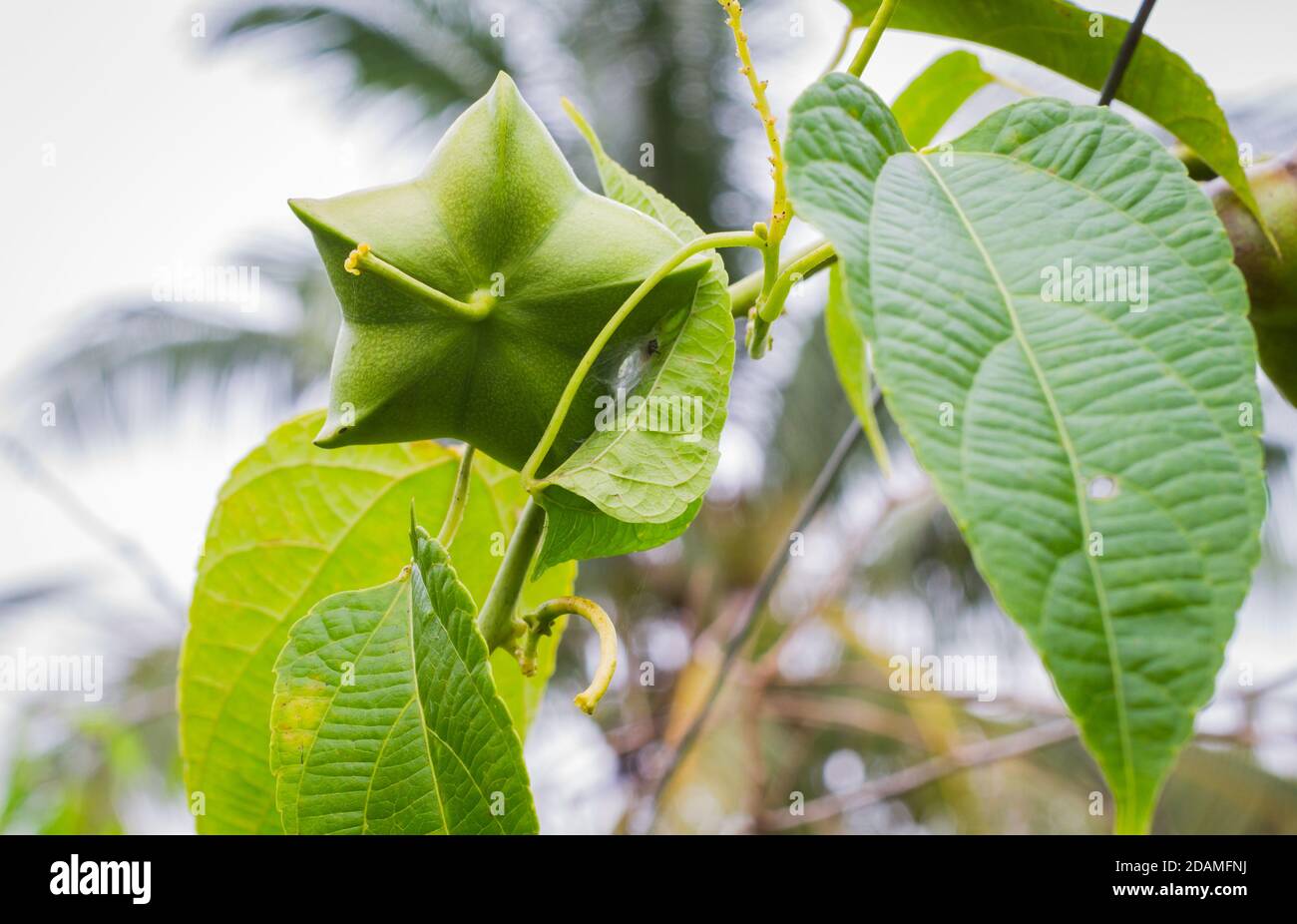Sacha Inchi Plant High Resolution Stock Photography and Images - Alamy