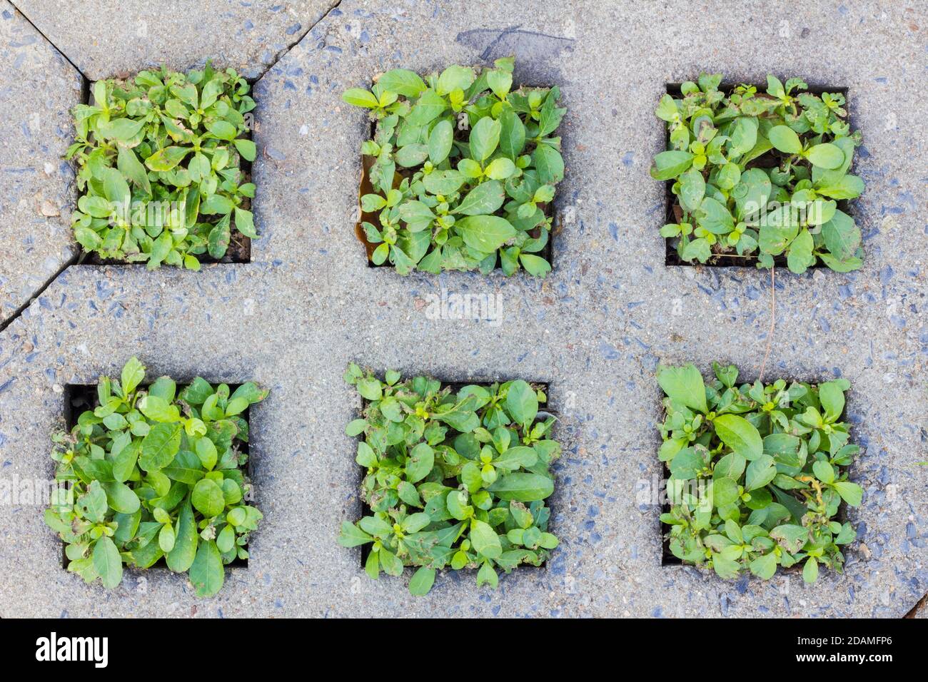 green plants growing between concrete pavement, background Stock Photo ...